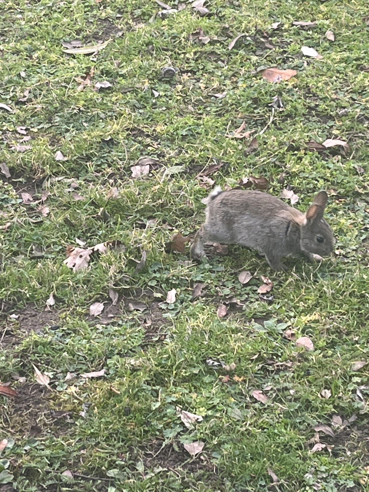 European Rabbit – Local Wildlife blog – UEA norwich